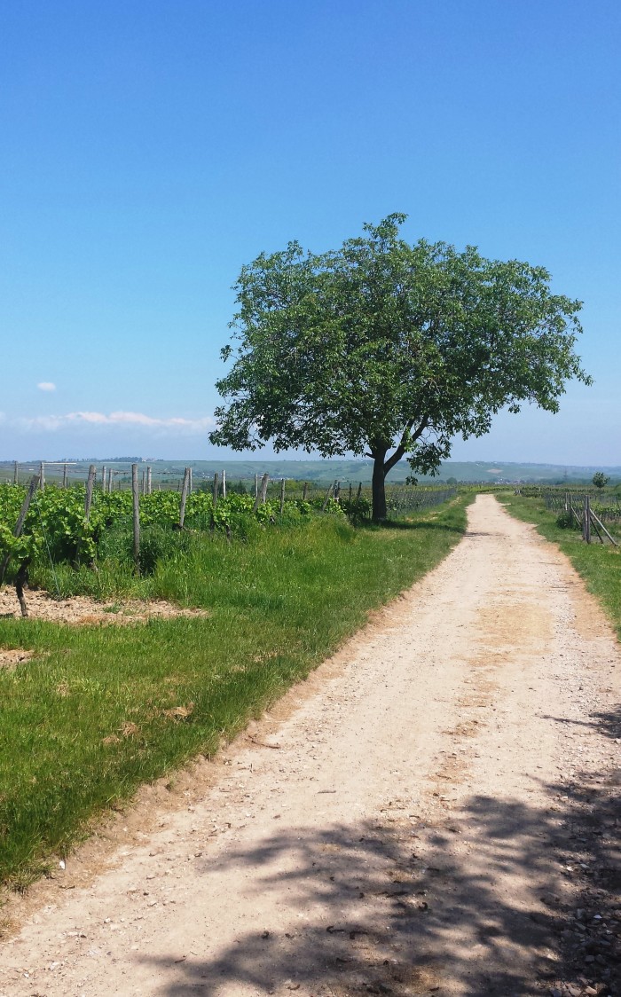 Warum in die Ferne schweifen? Kleine Radtour nach Partenheim und ...