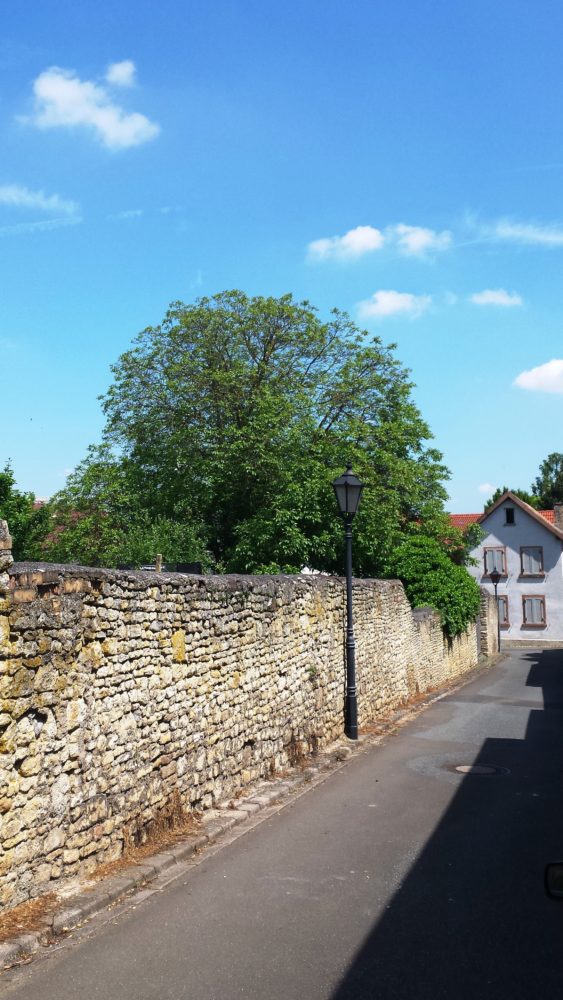Warum in die Ferne schweifen? Kleine Radtour nach Partenheim und ...